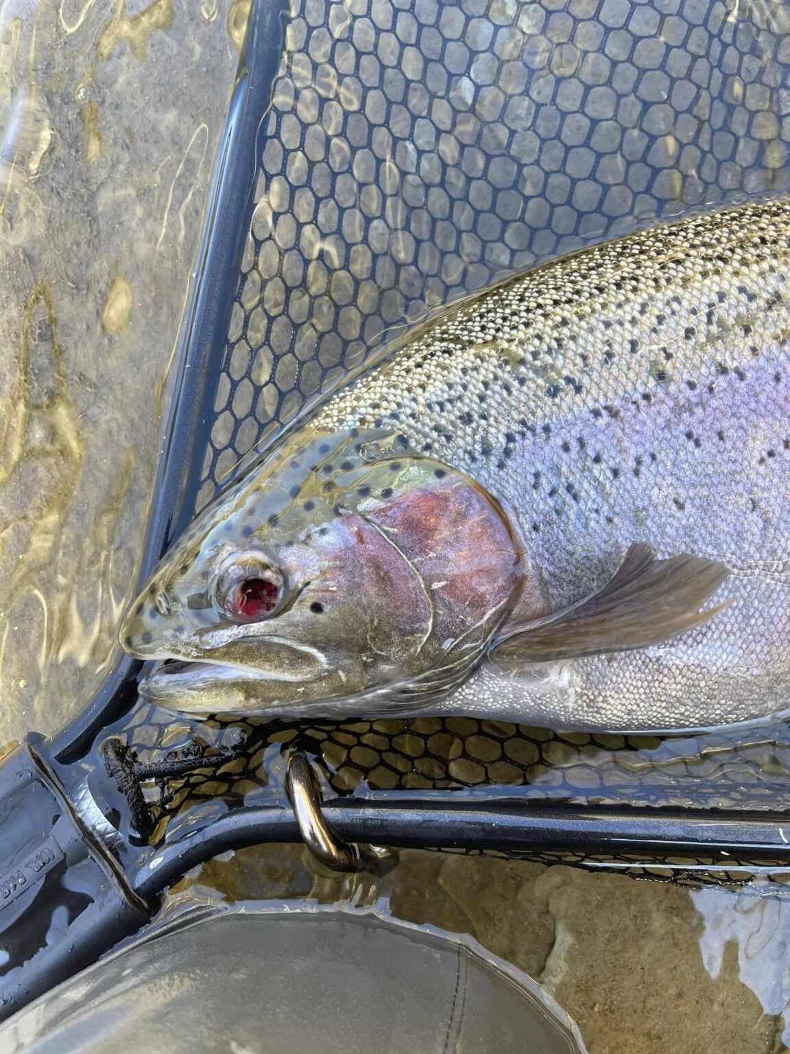 Bite Force Fishing